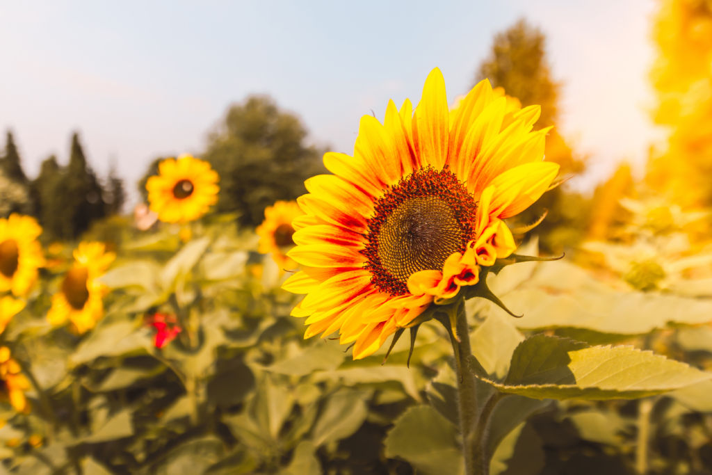 Sunflower field at sunset · Free Stock Photos