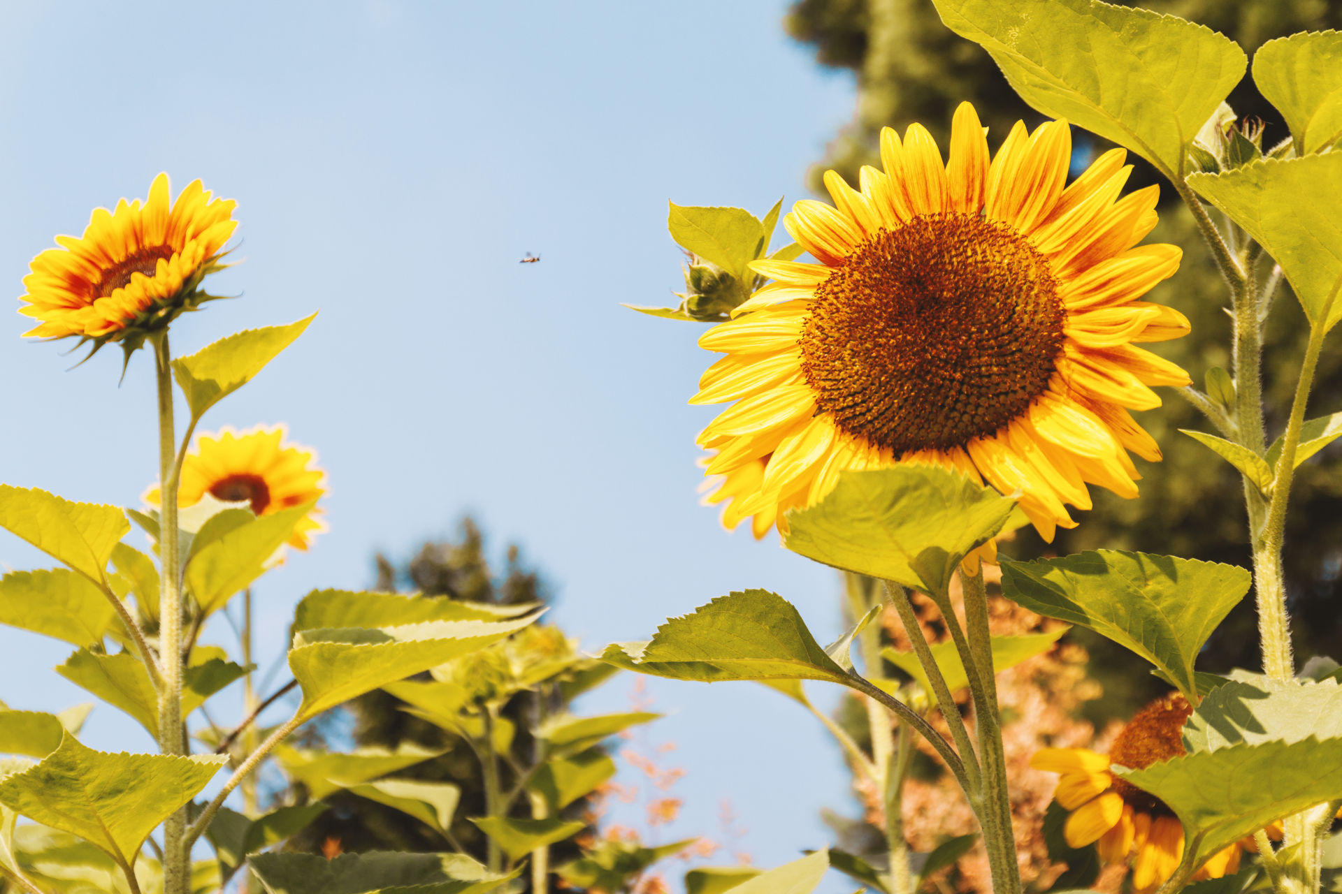 Garden of sunflowers at summer. Detail of sunflower · Free Stock Photos